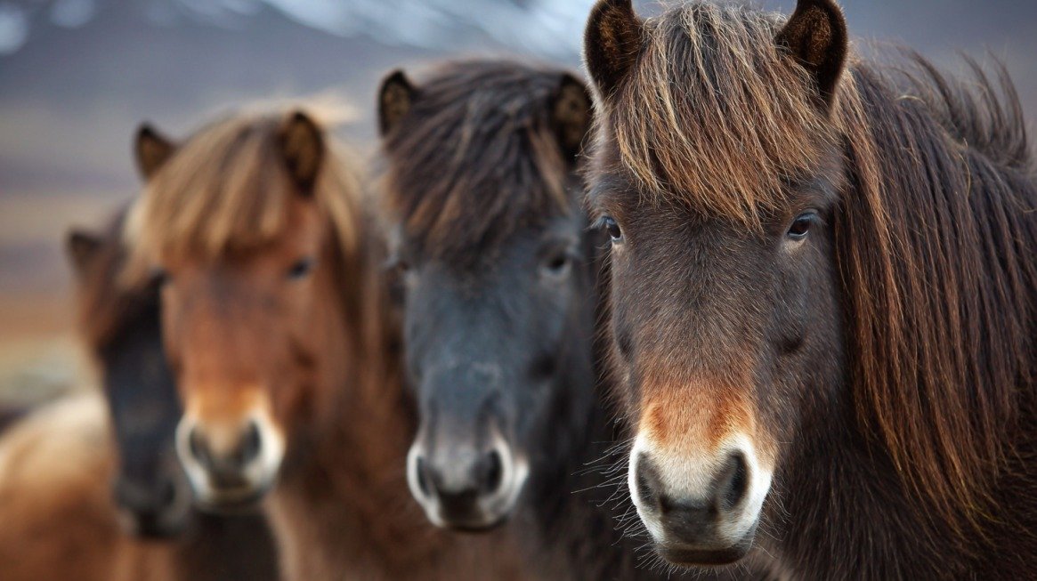 Das große Islandpferd-ABC: Alles, was Sie wissen müssen - Equus Victu